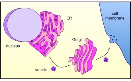 Vesicle Diagram